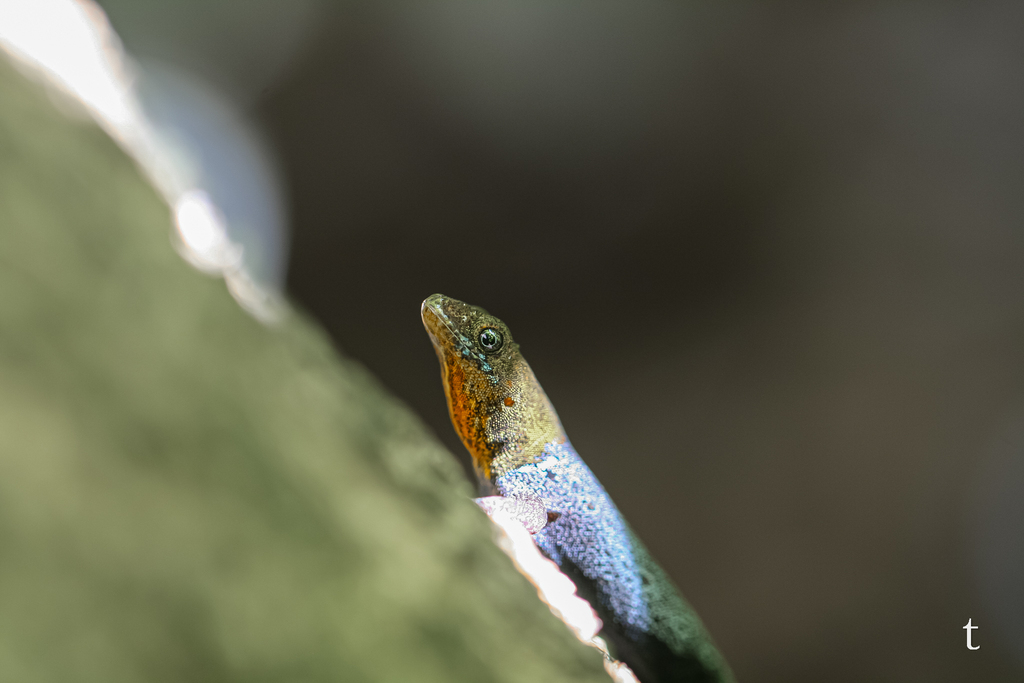 Yellow-headed Gecko from Playa Grande, Provincia de Guanacaste, Santa ...