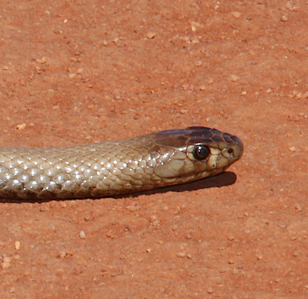 Shield-snouted Brown Snake from Kilcowera Station, Thargomindah QLD ...