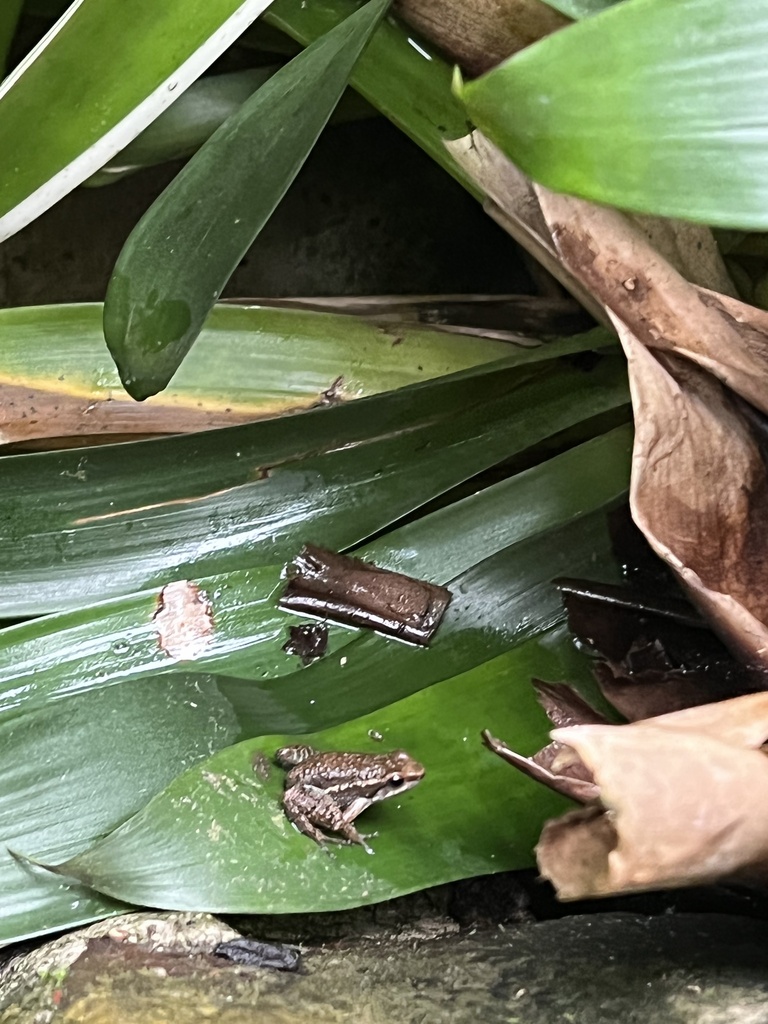 Frogs and Toads from Jardín Botánico, Quito, Pichincha, EC on June 17 ...