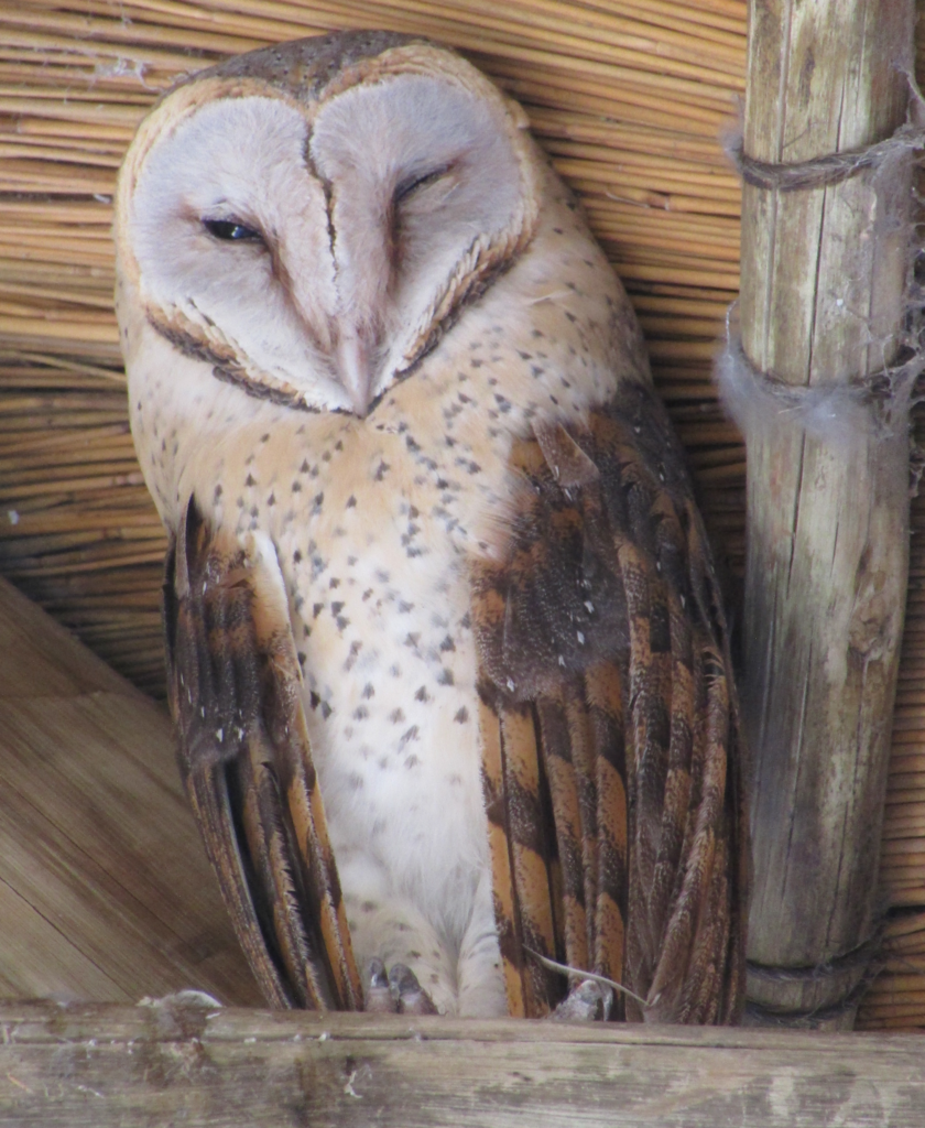 African Barn Owl from Ngamiland North, Botswana on March 22, 2019 at 01 ...