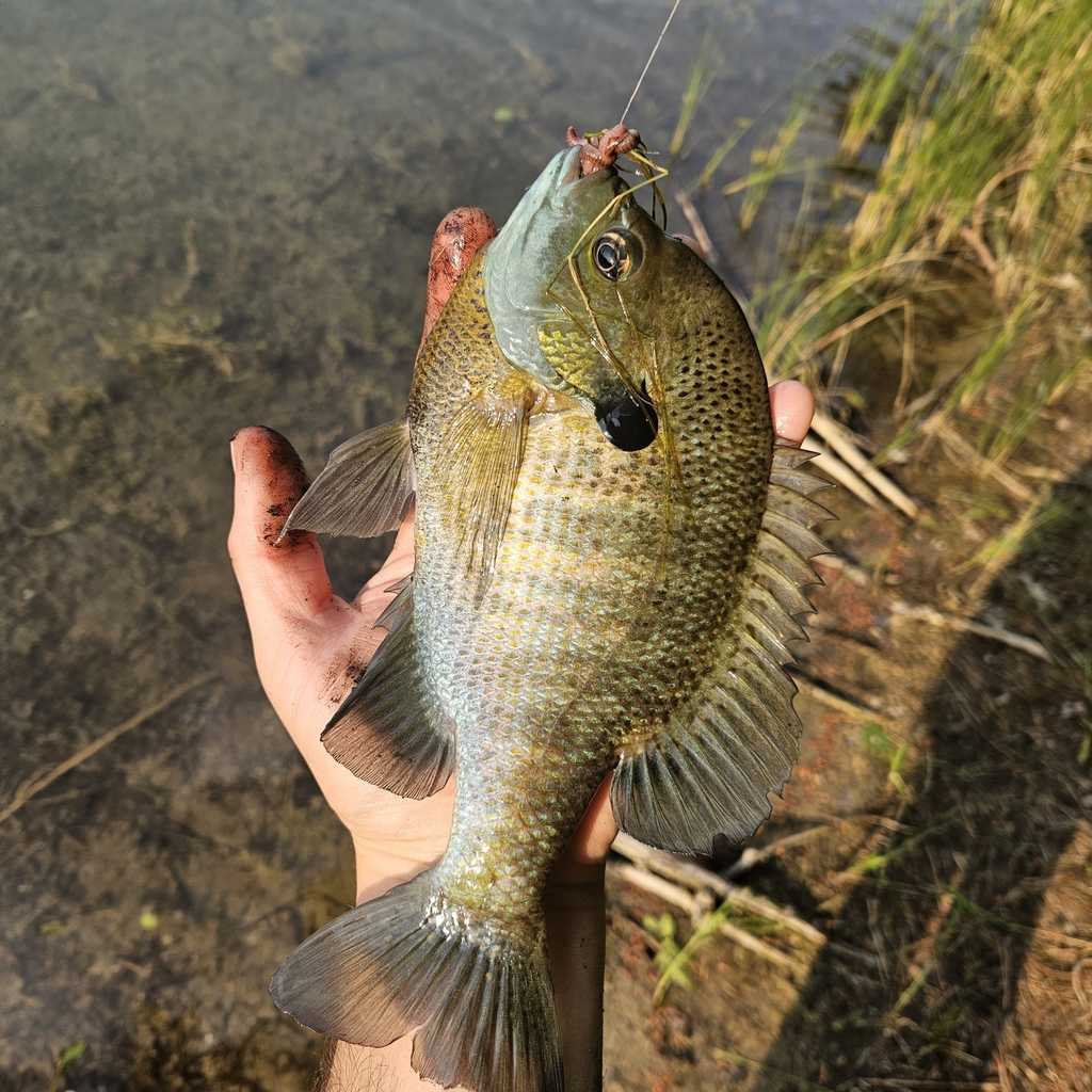 Bluegill in June 2024 by friendoffungi · iNaturalist