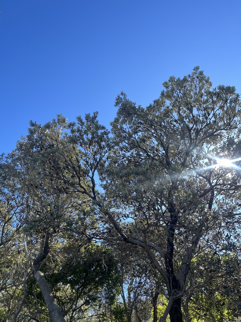 Coastal Banksia from K'Gari (Fraser Island) Recreation Area, Eurong ...
