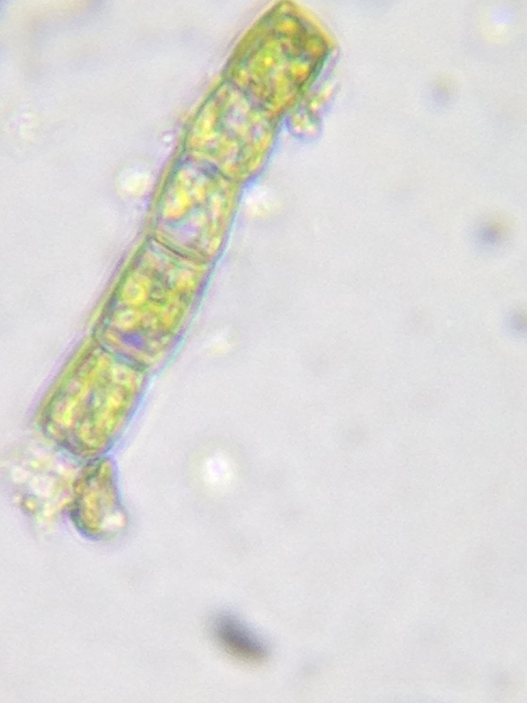Microspora amoena from Comox Valley, BC, Canada on June 15, 2024 at 02: ...