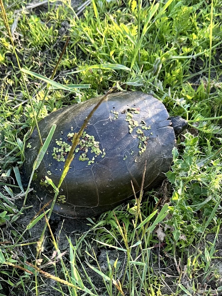 Painted Turtle from Gatineau, QC, CA on June 17, 2024 at 07:04 PM by ...