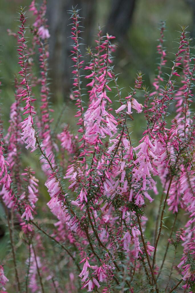 Common Heath from St Andrews VIC 3761, Australia on June 16, 2024 at 12 ...