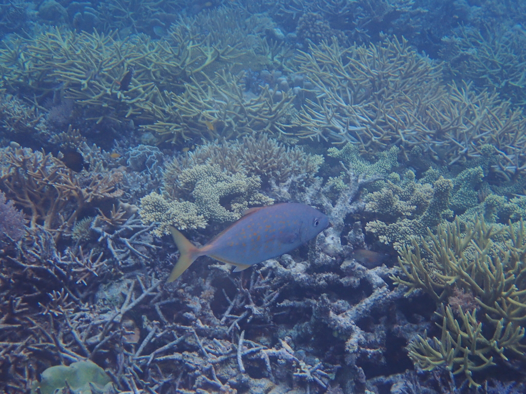 Orange-spotted Trevally from Raja Ampat Regency, West Papua, Indonesia ...