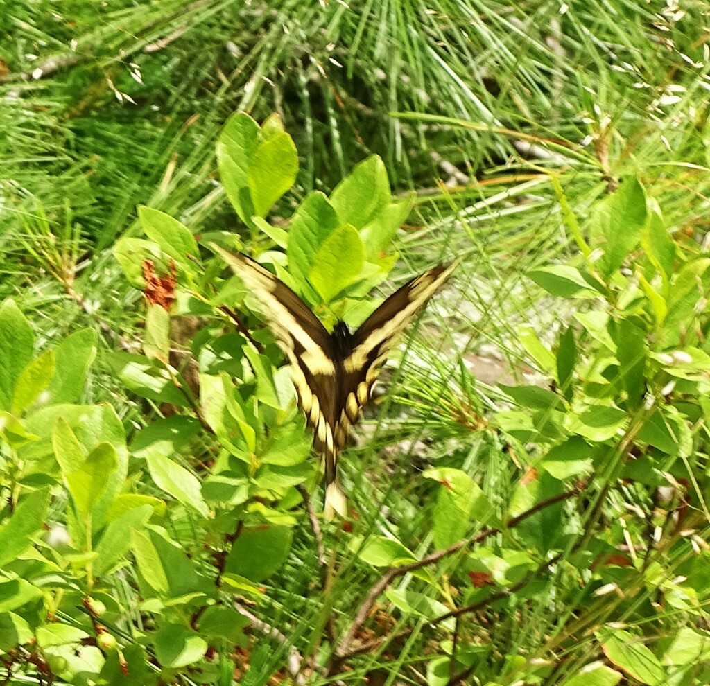 Eastern Giant Swallowtail from Pease Mountain, Charlotte, VT 05445, USA ...