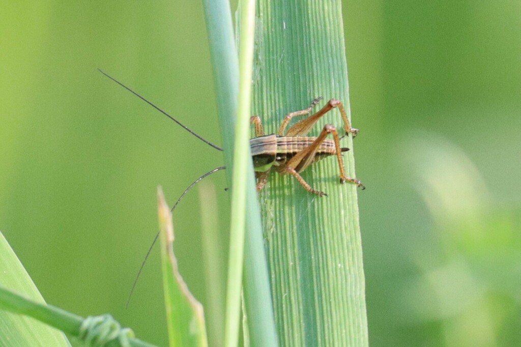Roesel's Bush-cricket from Massey Acres on June 17, 2024 at 07:39 PM by ...