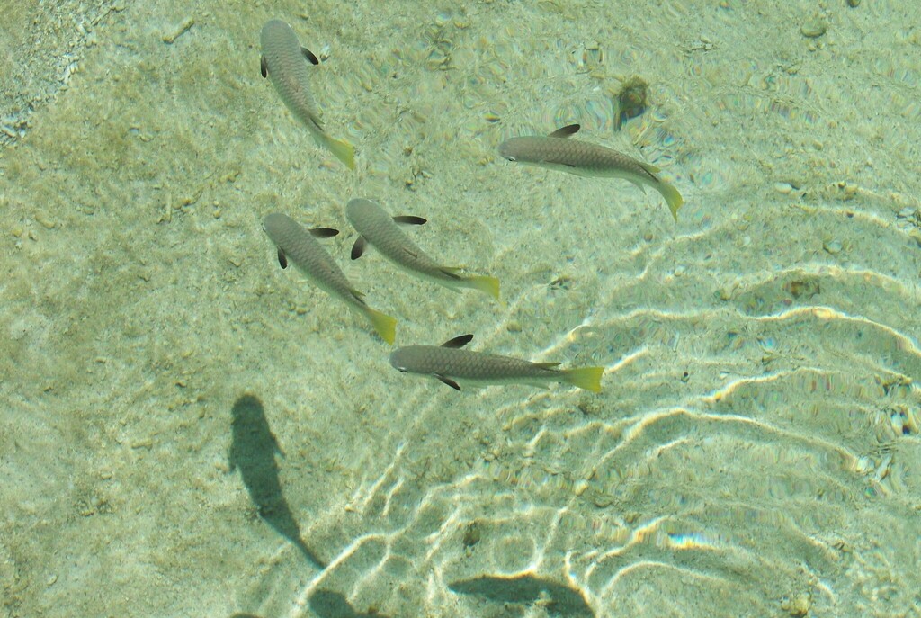 Squaretail Mullet from Raja Ampat Regency, West Papua, Indonesia on ...
