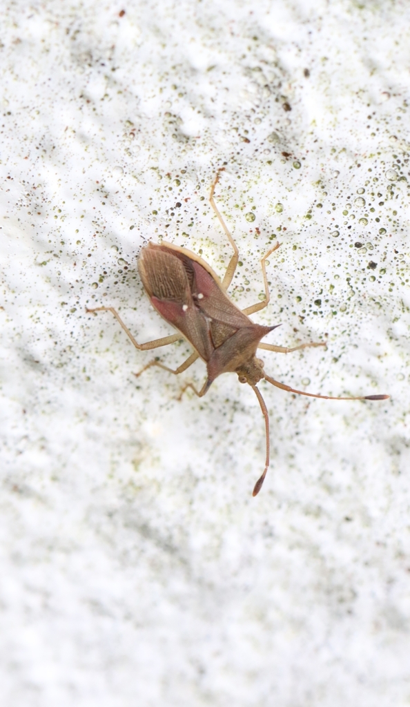 Cletus trigonus from 衛奕信徑 on June 17, 2024 at 12:22 PM by Agnes Trekker ...