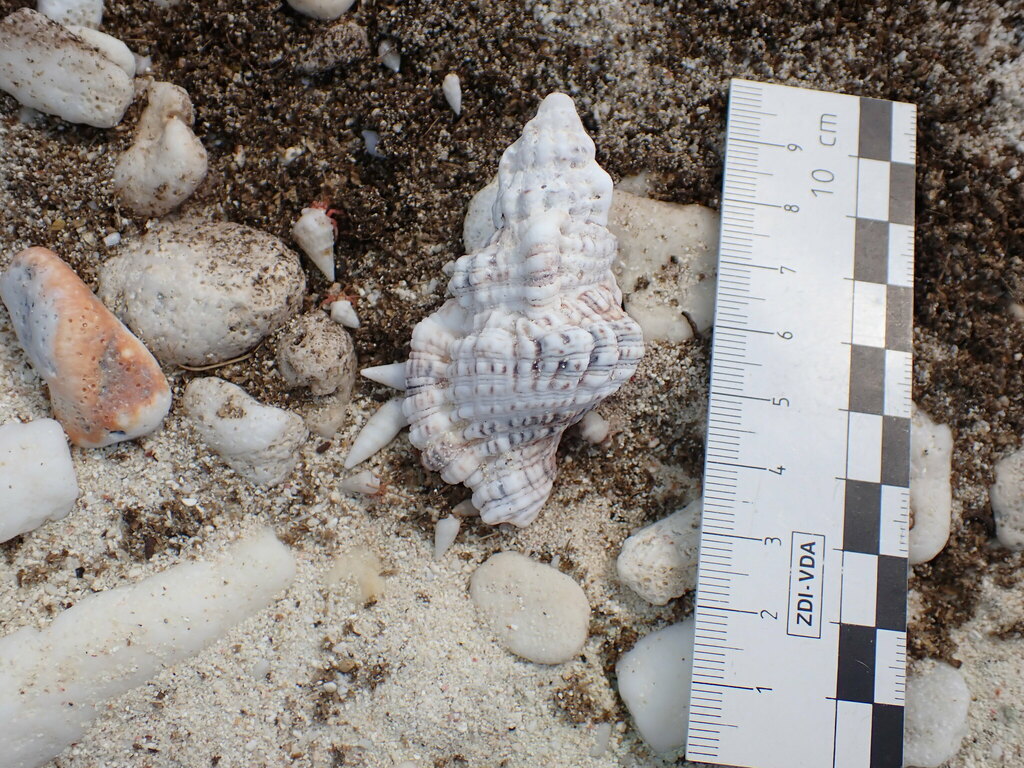 Monoplex from Maeva, Huahine, Französisch-Polynesien on June 17, 2024 ...