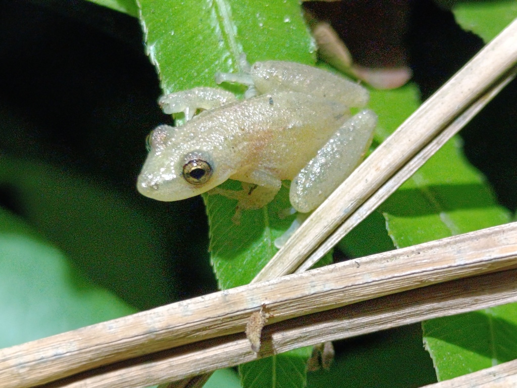 Snouted Tree Frogs from Res. Recanto do Bosque, Goiânia - GO, Brasil on ...
