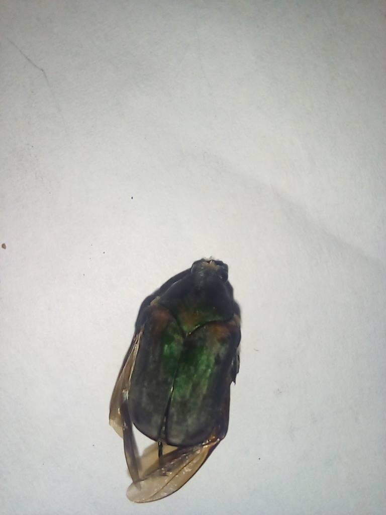 Figeater Beetle from Tecalitlán on June 17, 2024 at 09:42 PM by dgwer ...