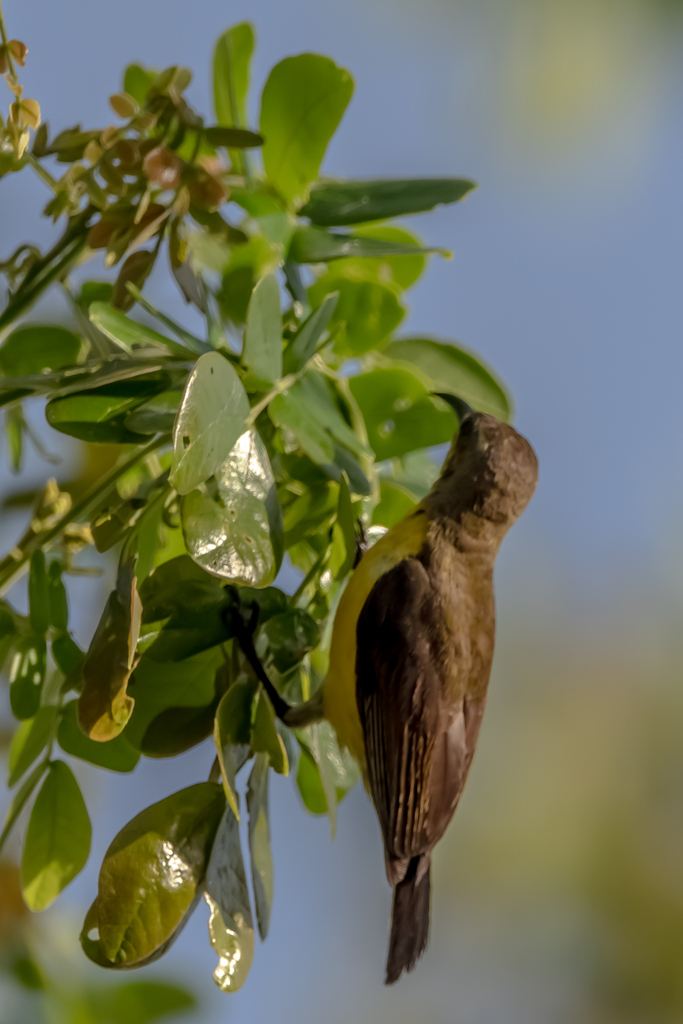 Garden Sunbird from Basdiot, Barangay Bugas, Moalboal, Cebu ...