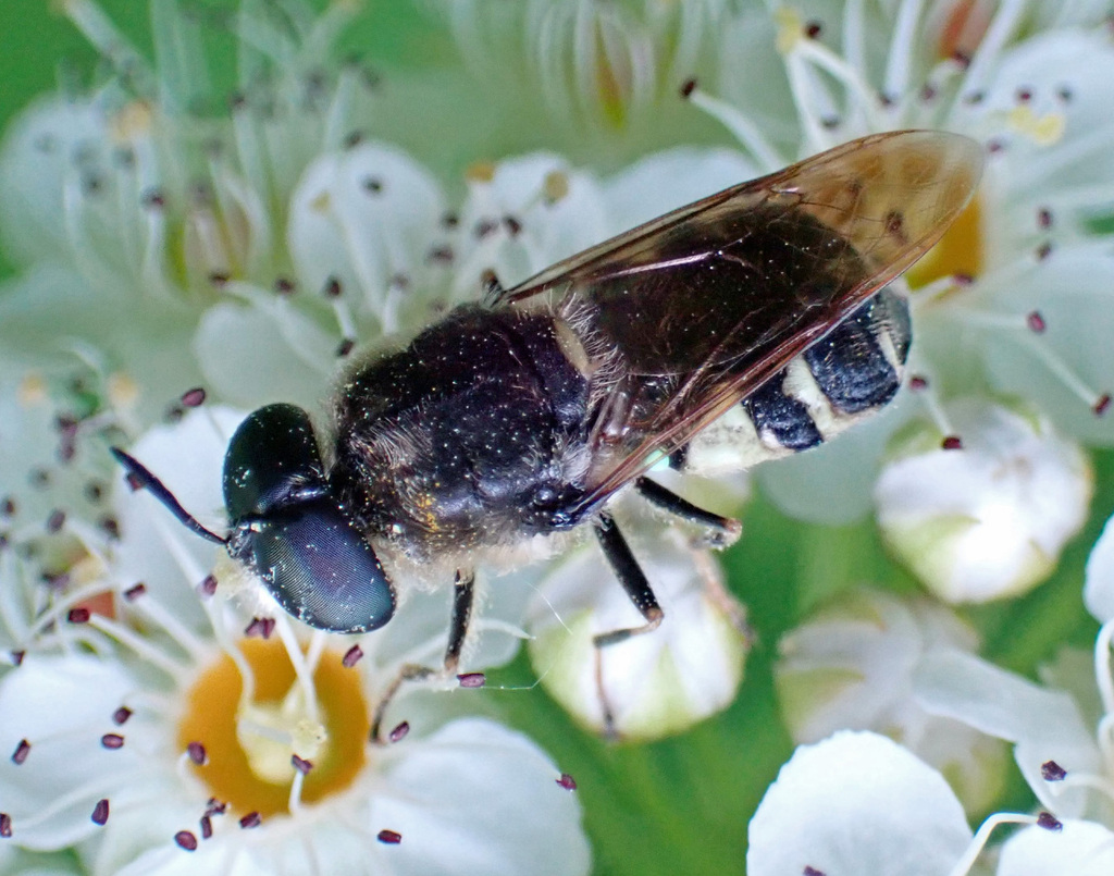 Stratiomys norma in June 2024 by Brent Guinn · iNaturalist