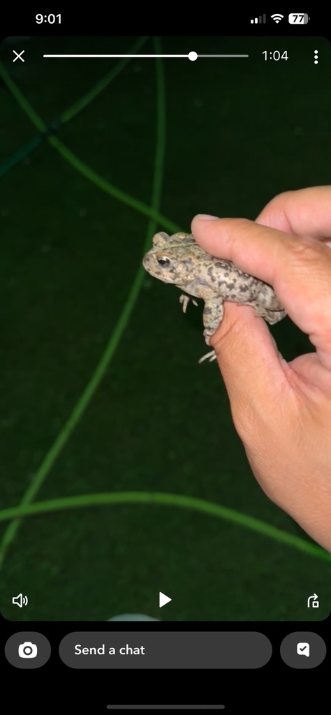 Western Toad from Denver Ave, Dinuba, CA, US on June 17, 2024 at 09:01 ...