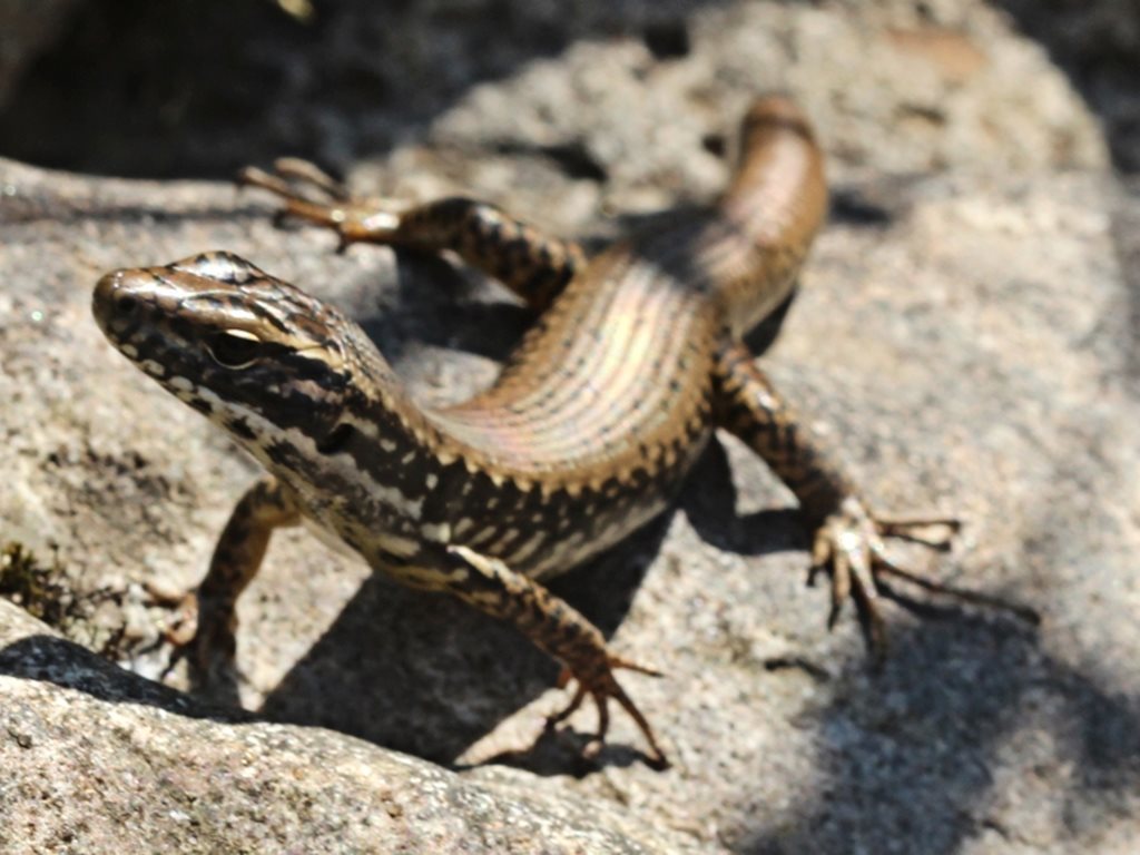 Southern Water Skink from Den of Nargun walking track, Mitchell River ...