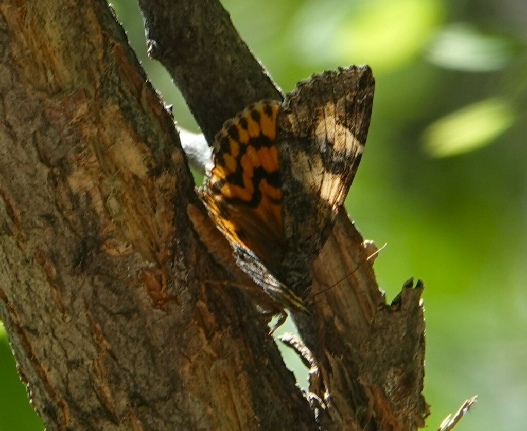 Locust Underwing from Pima County, AZ, USA on June 17, 2024 at 01:19 PM ...