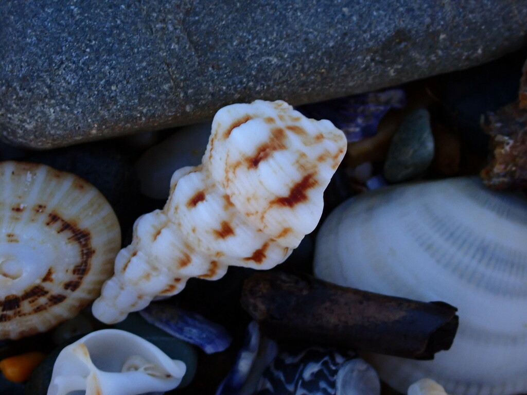 Nicobar spindle from Woolgoolga NSW 2456, Australia on June 18, 2024 at ...