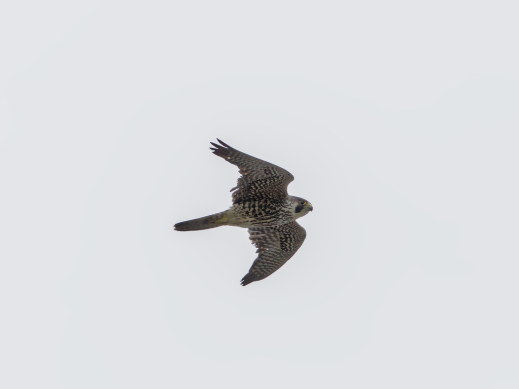 Peregrine Falcon from Island County, WA, USA on June 17, 2024 at 10:01 ...