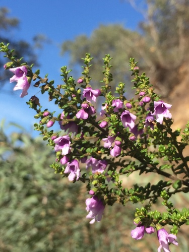 Sparkling Mint-Bush (Prostanthera rhombea) · iNaturalist
