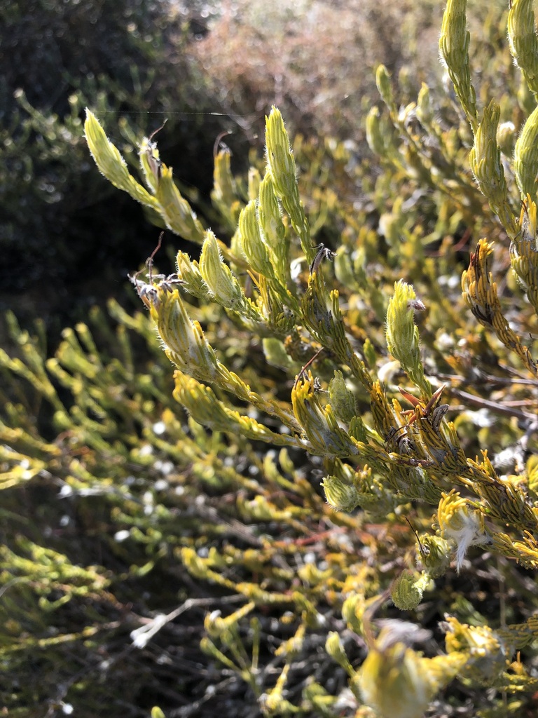 Gland Flower from Carcuma SA 5265, Australia on June 18, 2024 at 10:48 ...