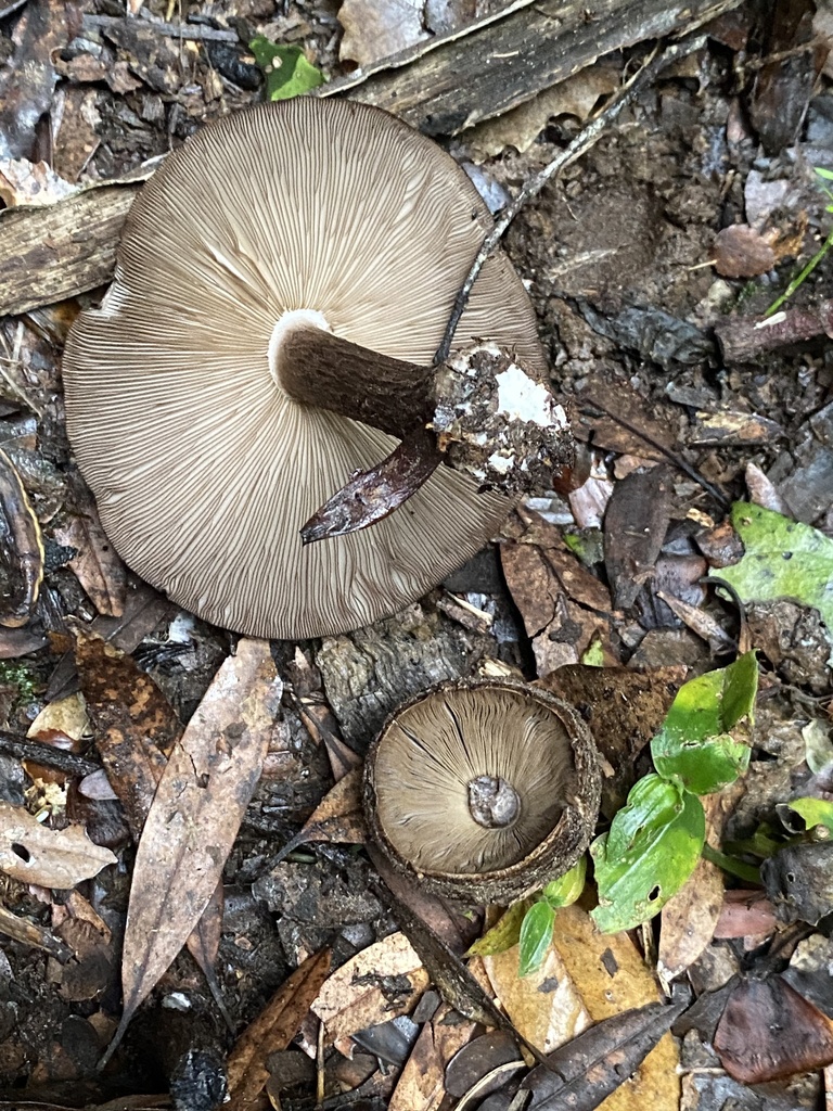 Pluteus concentricus from Barrett Domain, New Plymouth, Taranaki, NZ on ...