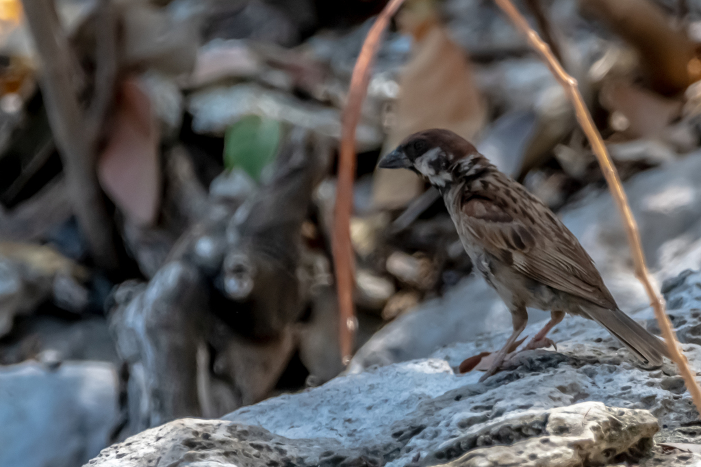 Eurasian Tree Sparrow from Cebu, Philippines on May 17, 2024 at 04:00 ...