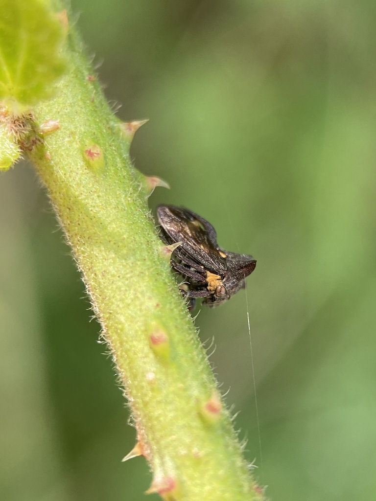 Tri-horned treehopper from Mangawhai, New Zealand on June 14, 2024 at ...