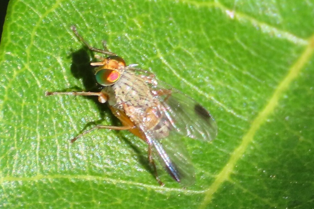 Pygophora apicalis from Coomba Park NSW 2428, Australia on June 18 ...