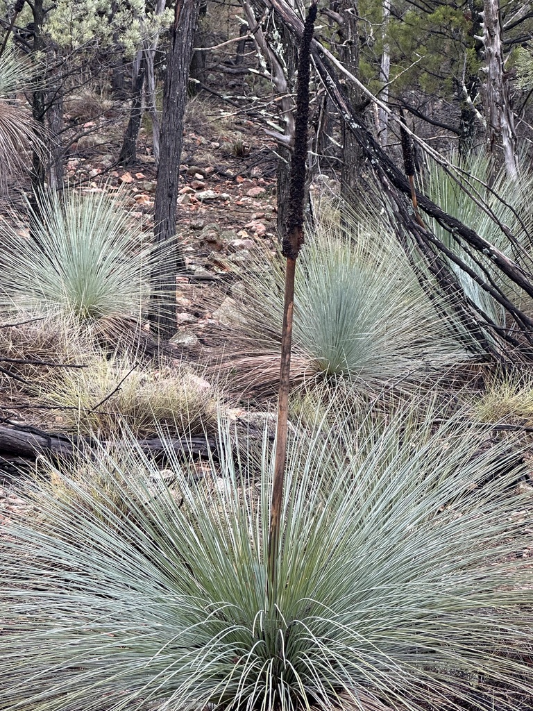 Yacka from Quorn SA 5433, Australia on June 18, 2024 at 10:38 AM by ...