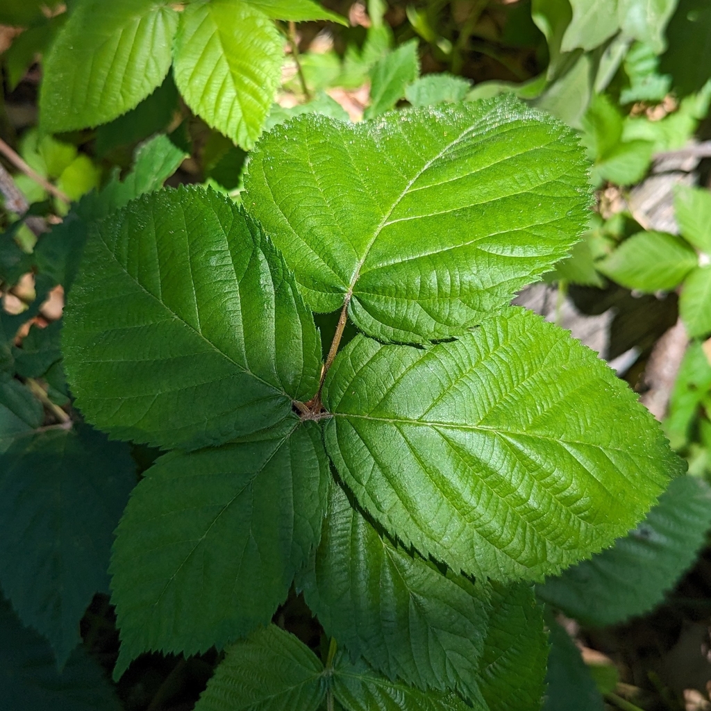 rose blackberry (Rubus rosa) - Botanical Realm