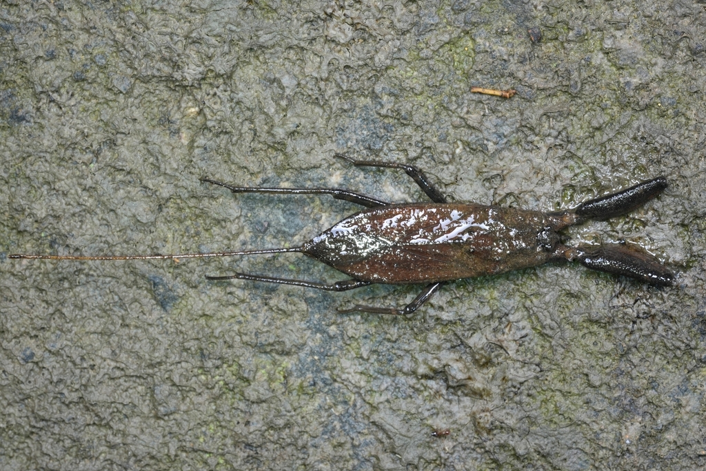 Laccotrephes in April 2024 by shiguangshi · iNaturalist