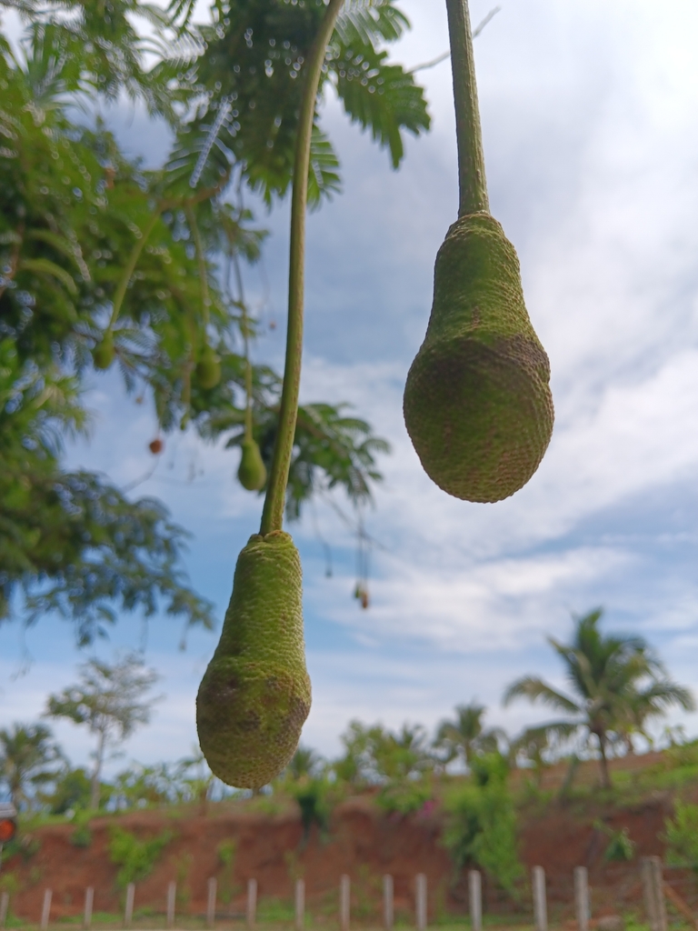 Stink bean from R8J5+4VP, Karon, Mueang Phuket District, Phuket 83100 ...