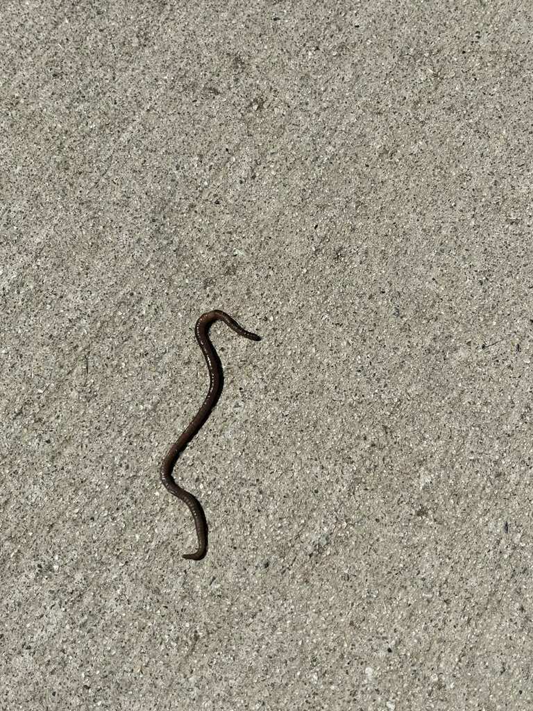 Earthworms and Allies from Buncombe County, US-NC, US on June 3, 2024 ...