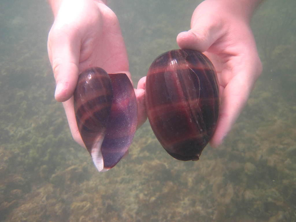 atlantic deer cowrie (Seashells of Hilton Head Island) · iNaturalist