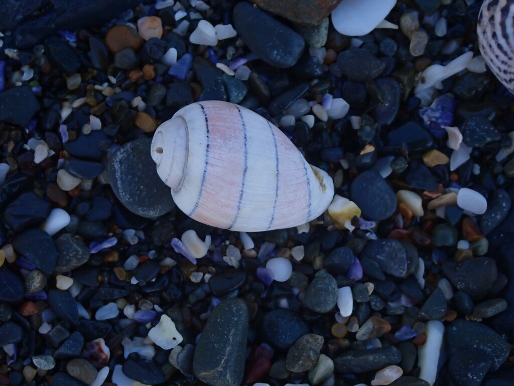 Pink Bubble Snail from Woolgoolga NSW 2456, Australia on June 18, 2024 ...