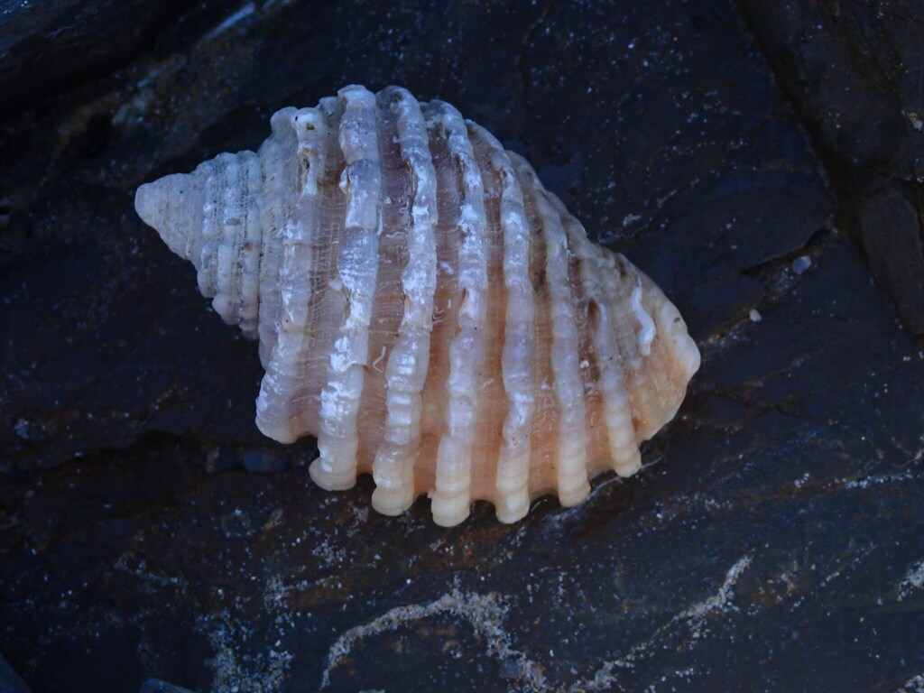 Cart-Rut Shell from Woolgoolga NSW 2456, Australia on June 18, 2024 at ...