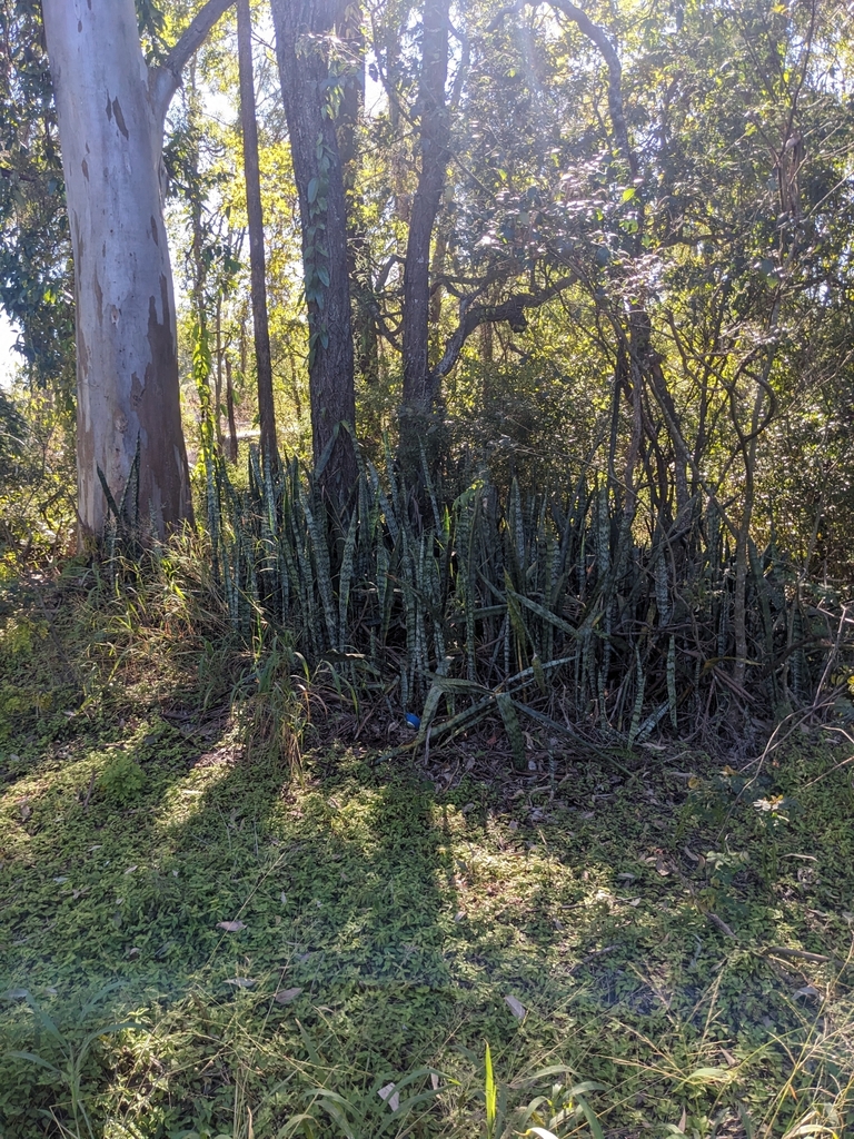 Snake Plant from Boondall QLD 4034, Australia on June 15, 2024 at 11:16 ...