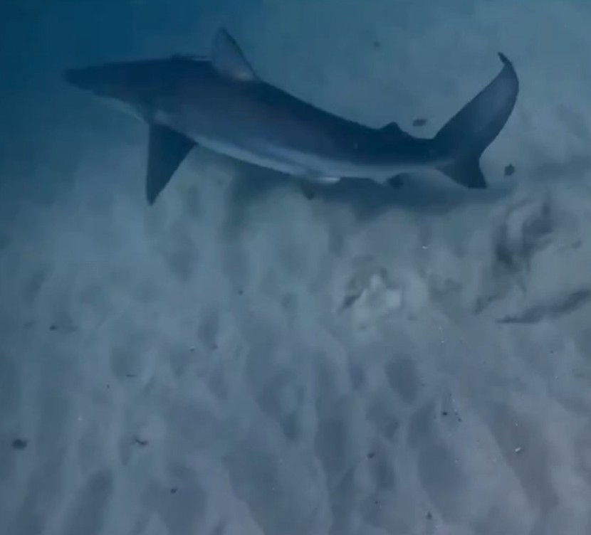 Common Blacktip Shark from Seal Rocks NSW 2423, Australia on October 21 ...