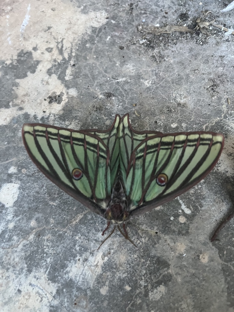Spanish Moon Moth from Calle del Río, Guadalaviar, Teruel, ES on June ...