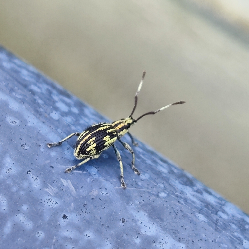 Myllocerinus aurolineatus in June 2024 by ddmdragonflies · iNaturalist