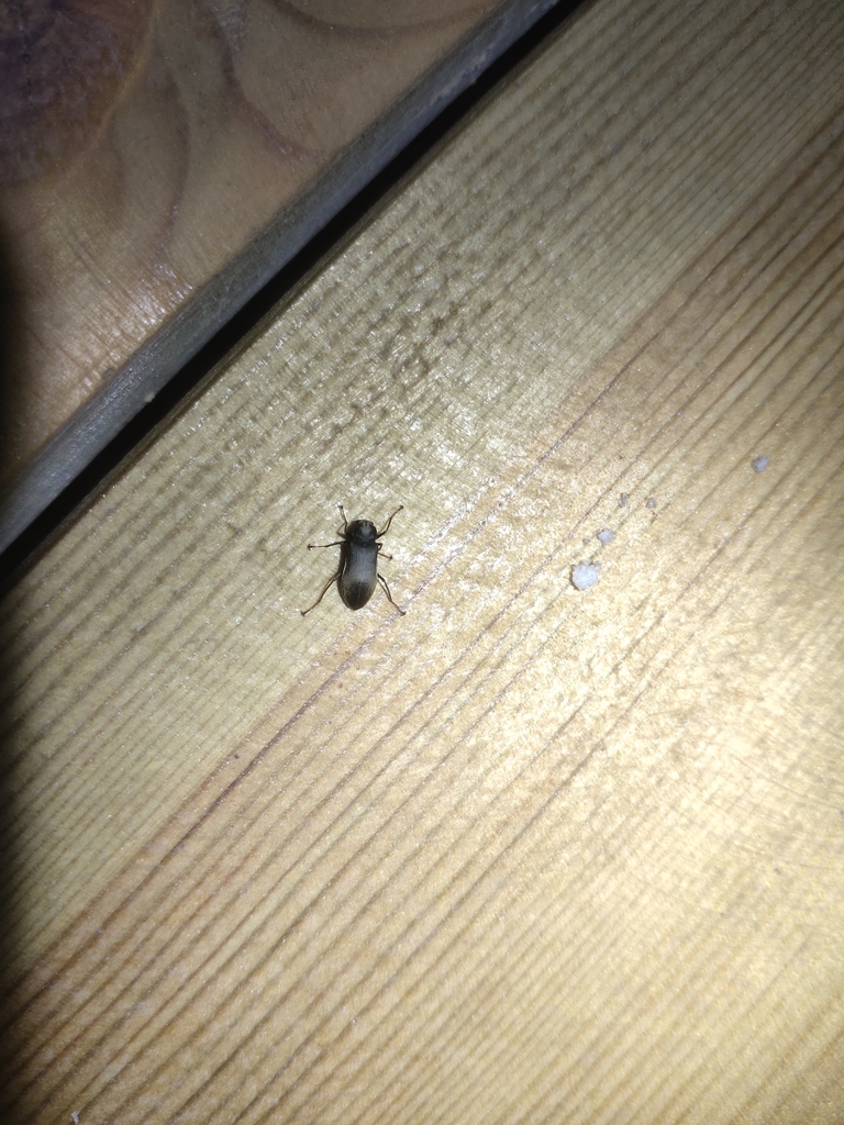 long-toed water beetles from Yan'an, CN-SA, CN on June 17, 2024 at 10: ...