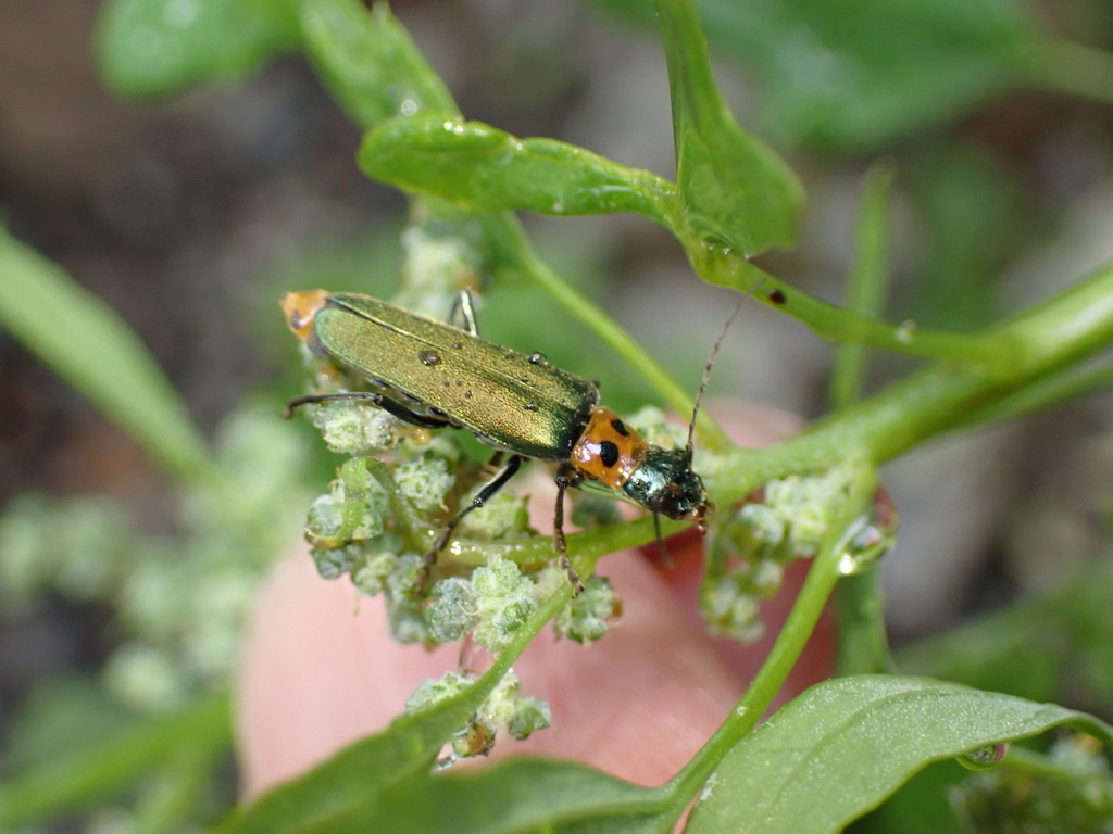 Themus taiwanus from 台灣南投縣玉山國家公園 on June 13, 2024 at 03:28 PM by 林棋欽 ...