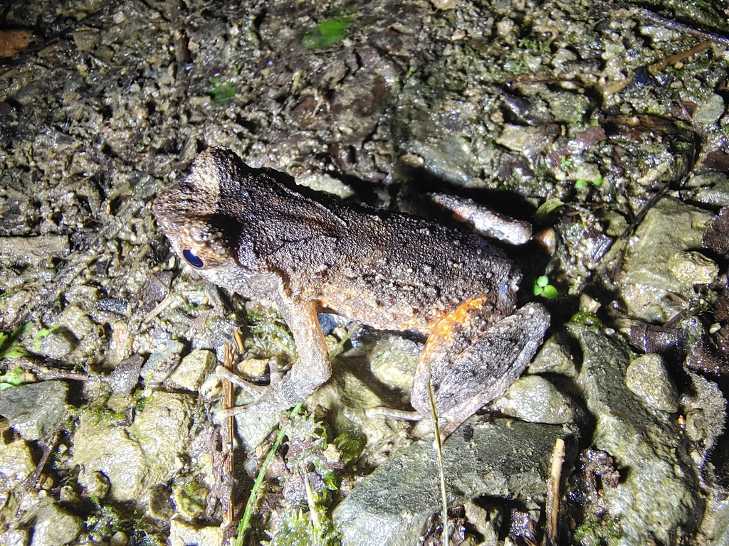 Pale-shouldered Horned Toad from Yichun, CN-JX, CN on June 17, 2024 at ...