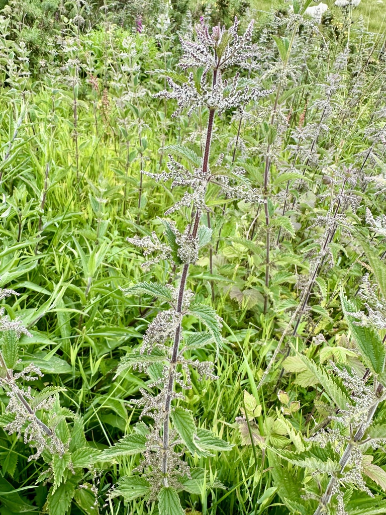 great stinging nettle from B8004, Spean Bridge, Scotland, GB on June 17 ...