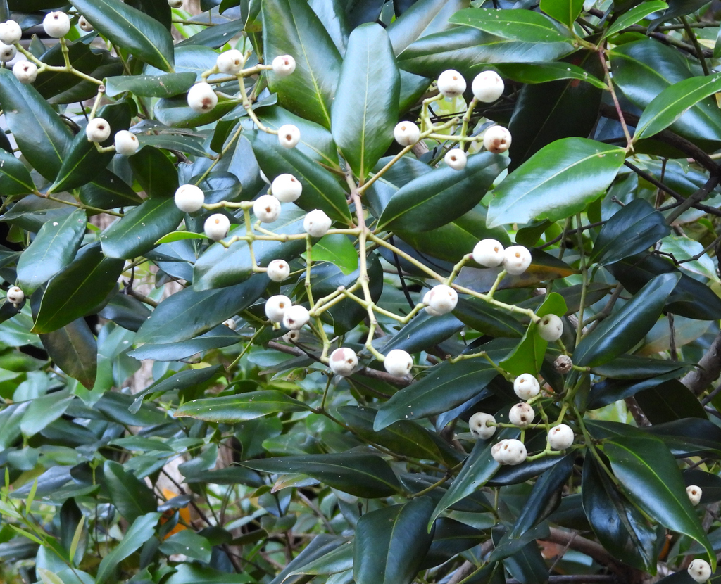 Waterberries from Noosa Heads QLD 4567, Australia on June 16, 2024 at ...