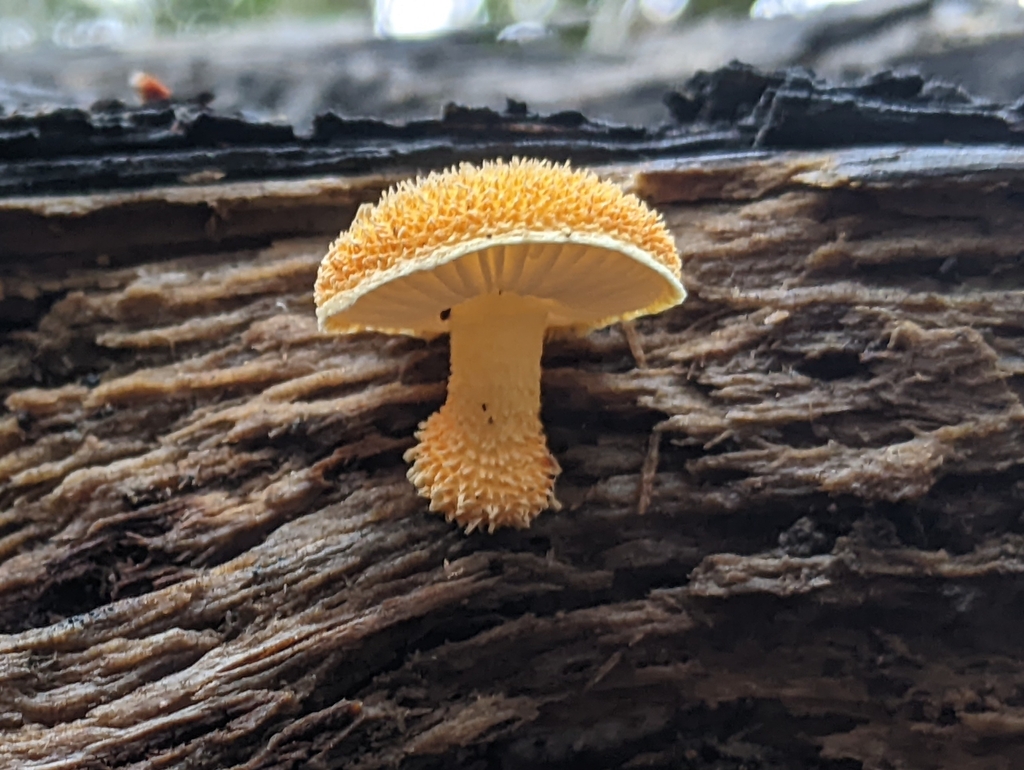 Golden-scruffy Collybia from Bicheno TAS 7215, Australia on June 18 ...