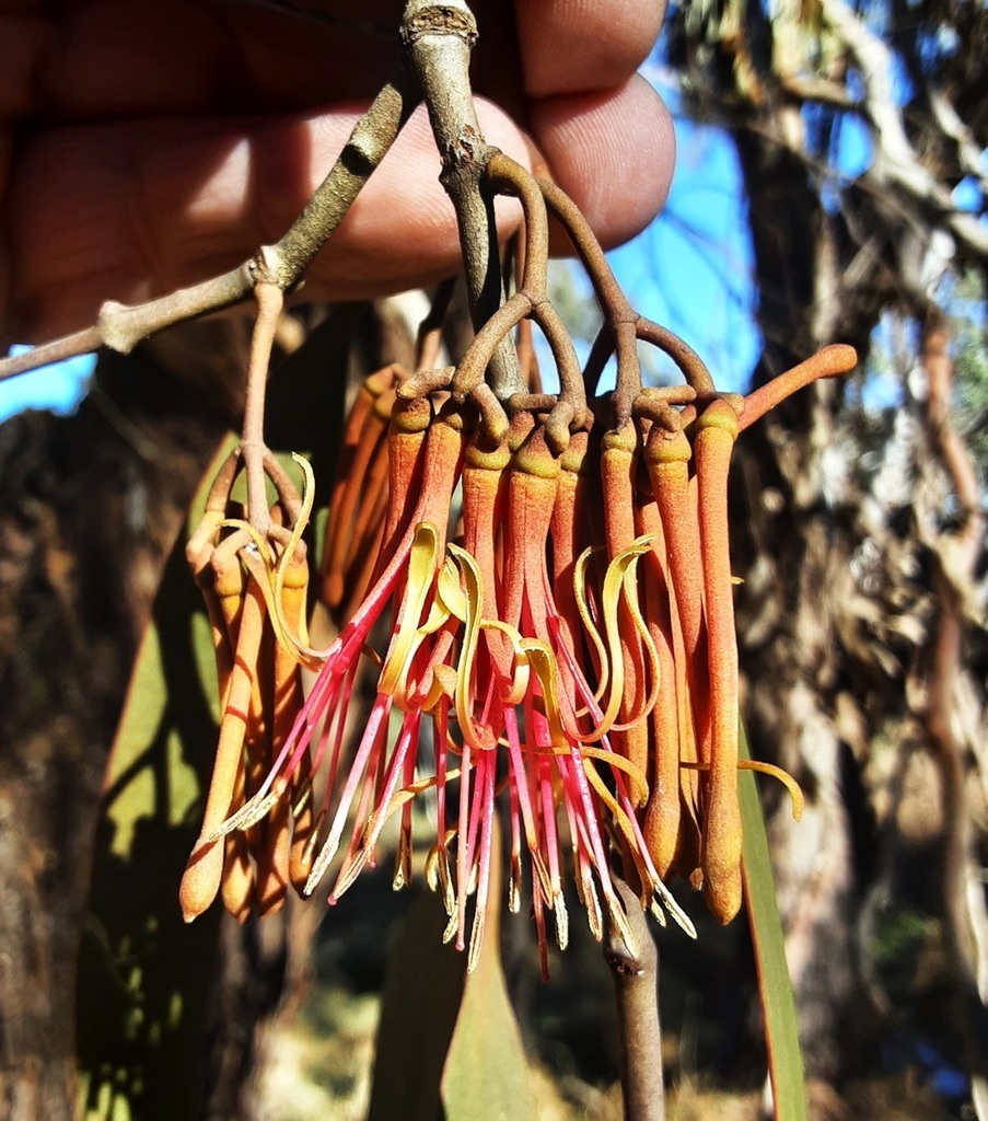 drooping mistletoe from South Bowenfels NSW 2790, Australia on June 18 ...