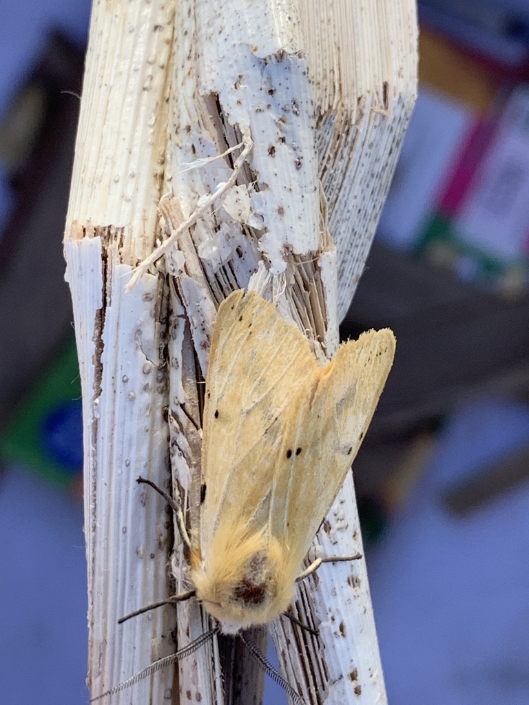 Buff Ermine from Bryher, Isles Of Scilly, England, GB on June 18, 2024 ...